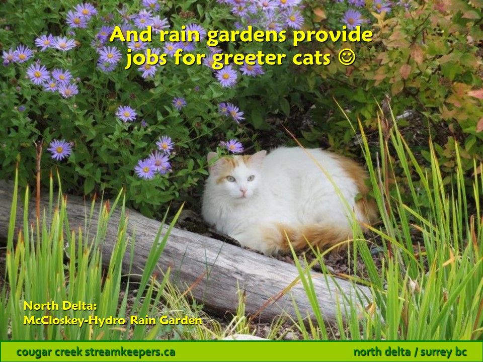 Cougar Creek Streamkeepers